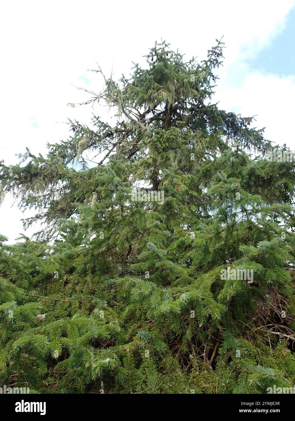 Sitka spruce (Picea sitchensis Stock Photo - Alamy
