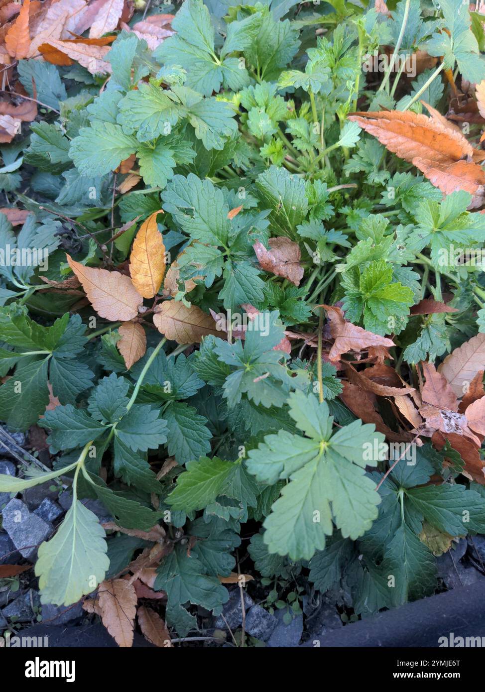 Creeping cinquefoil (Potentilla reptans Stock Photo - Alamy
