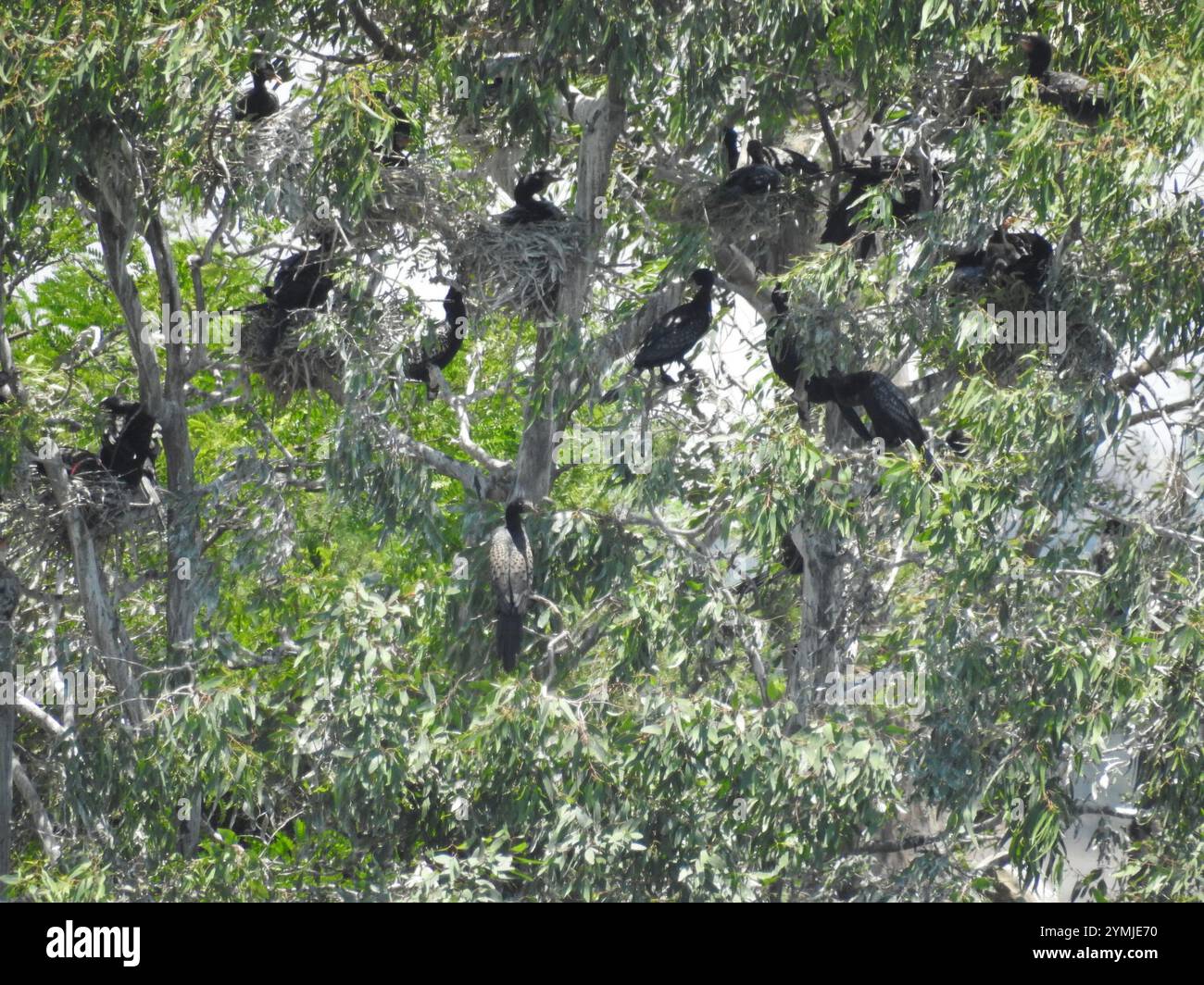African Reed Cormorant (Microcarbo africanus africanus Stock Photo - Alamy