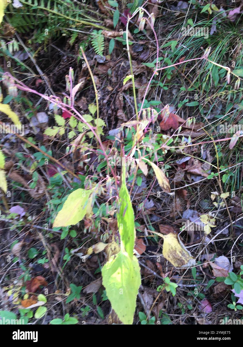 tall rattlesnake root (Nabalus altissimus Stock Photo - Alamy