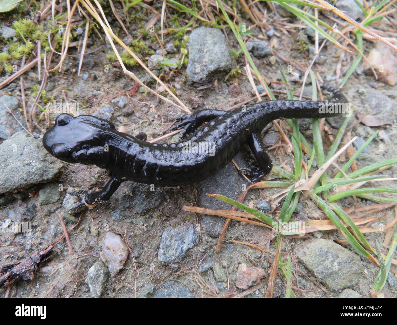 Alpine Salamander (Salamandra atra Stock Photo - Alamy