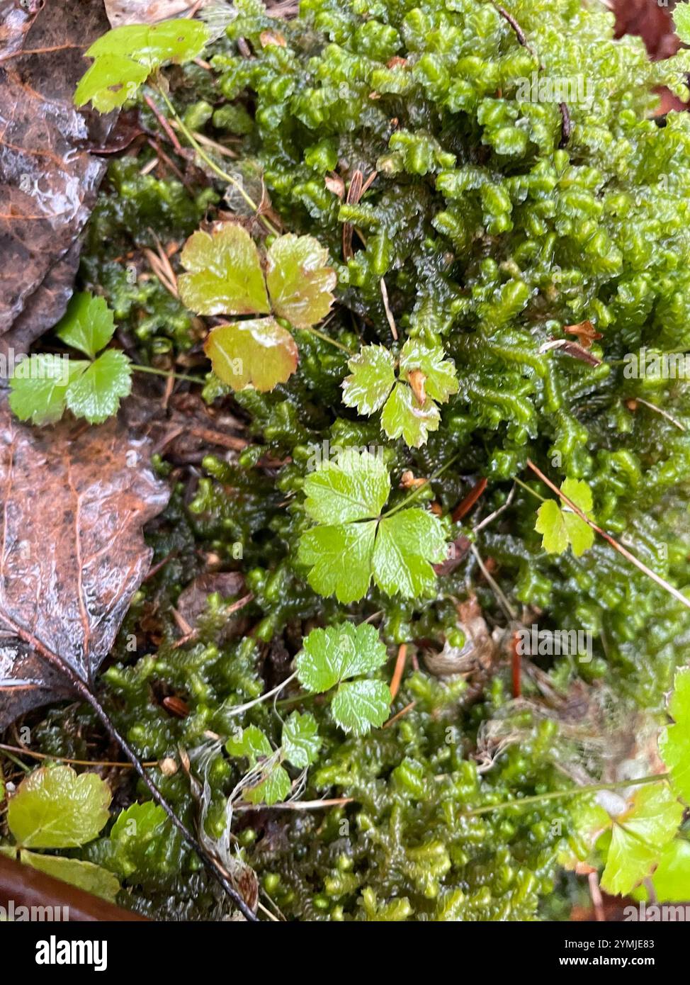 threeleaf goldthread (Coptis trifolia Stock Photo - Alamy