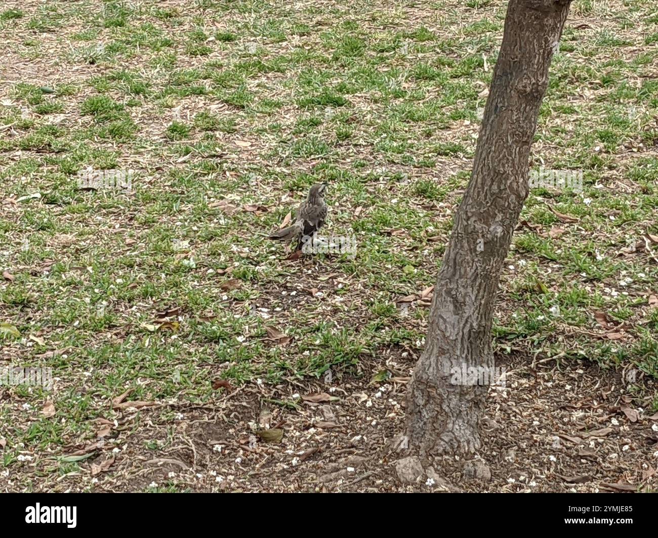 Long-tailed Mockingbird (Mimus longicaudatus Stock Photo - Alamy