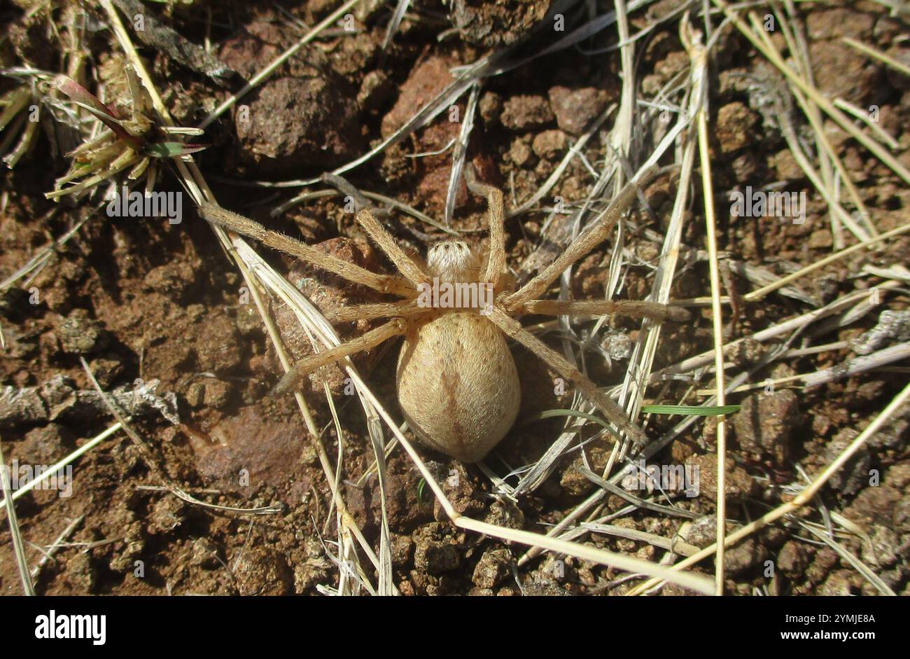 Huntsman Spiders (Sparassidae Stock Photo - Alamy