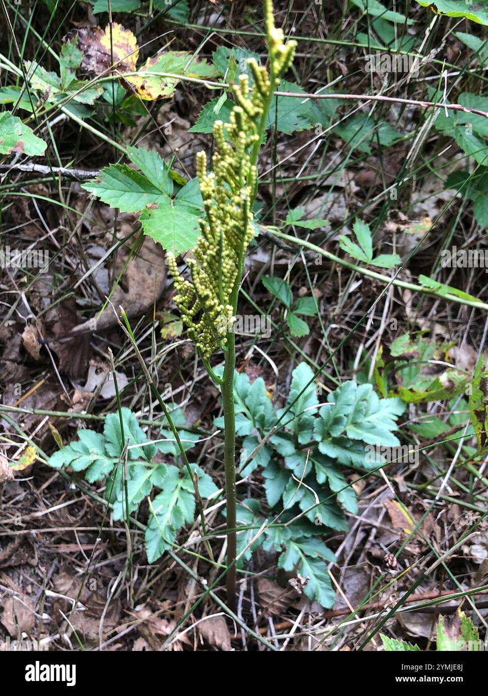 Cutleaf Grapefern (Sceptridium dissectum Stock Photo - Alamy