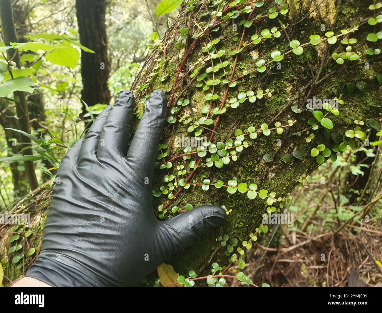 climbing rātā (Metrosideros perforata Stock Photo - Alamy
