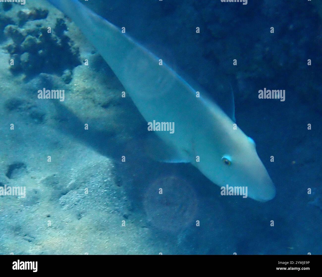 Indian Longnose Parrotfish (Hipposcarus harid Stock Photo - Alamy