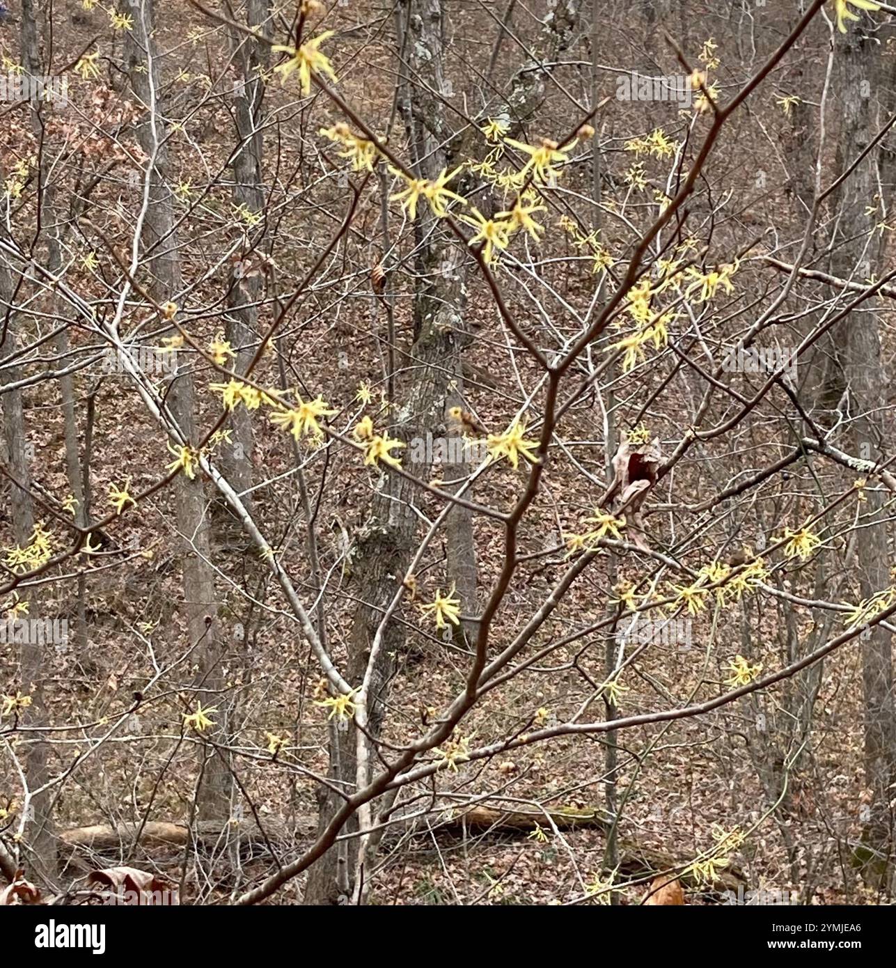 american witch-hazel (Hamamelis virginiana Stock Photo - Alamy