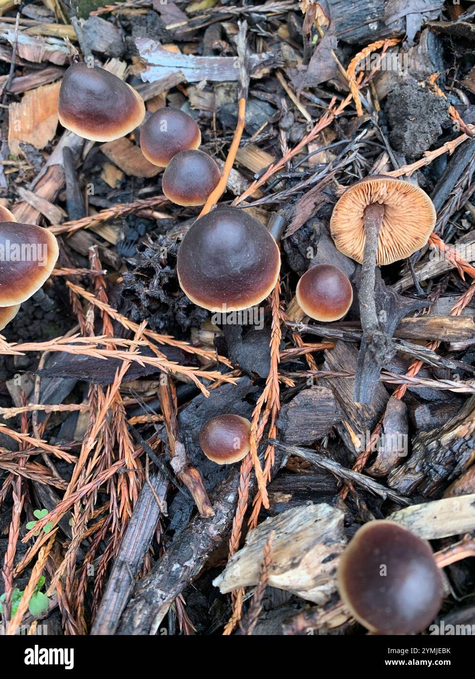 Macrocystidia hi-res stock photography and images - Alamy