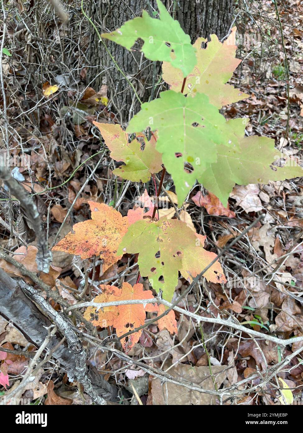 red maple (Acer rubrum Stock Photo - Alamy