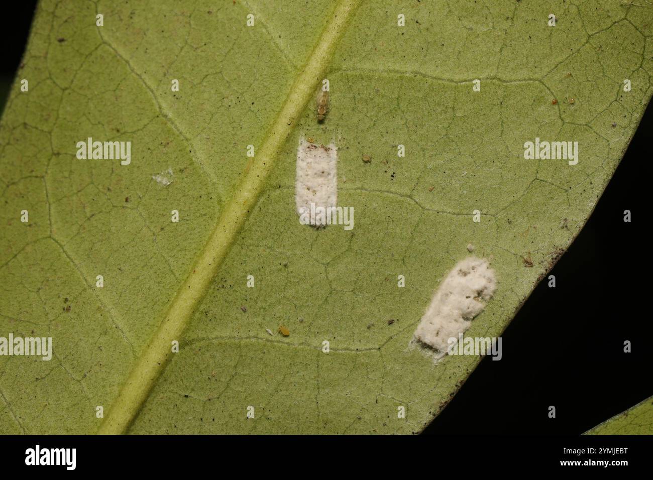 Cottony Yew Scale (Pulvinaria floccifera Stock Photo - Alamy