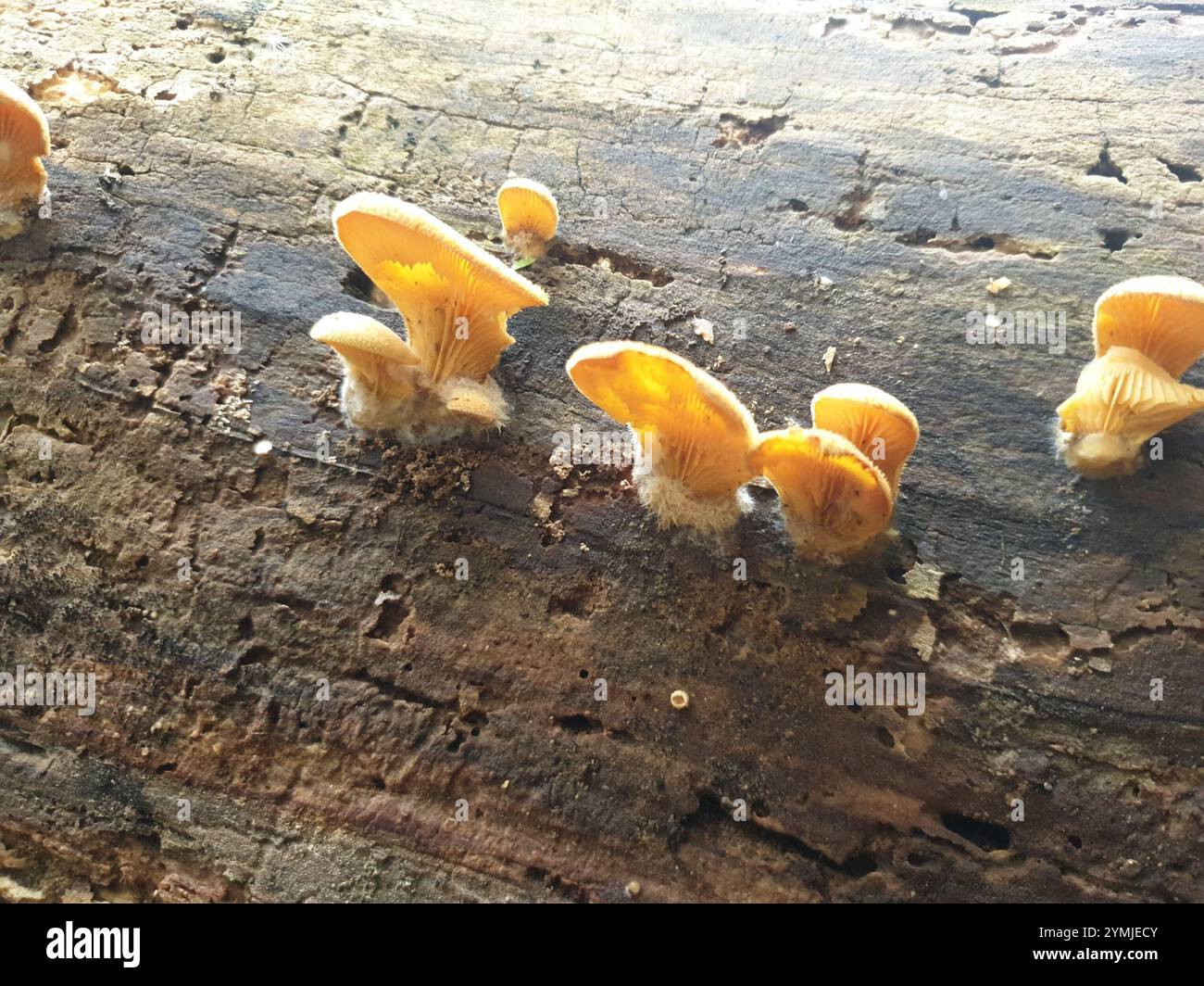 Stinking Orange Oyster (Phyllotopsis nidulans Stock Photo - Alamy