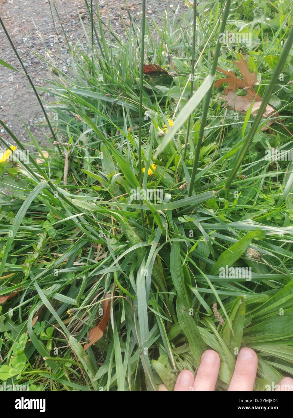 red fescue (Festuca rubra Stock Photo - Alamy