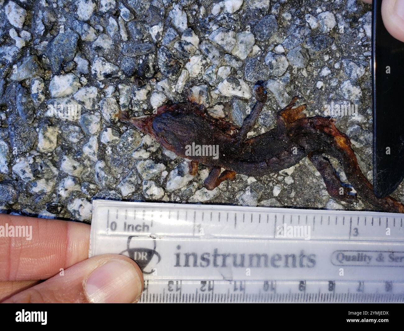 Pacific Newts (Taricha Stock Photo - Alamy