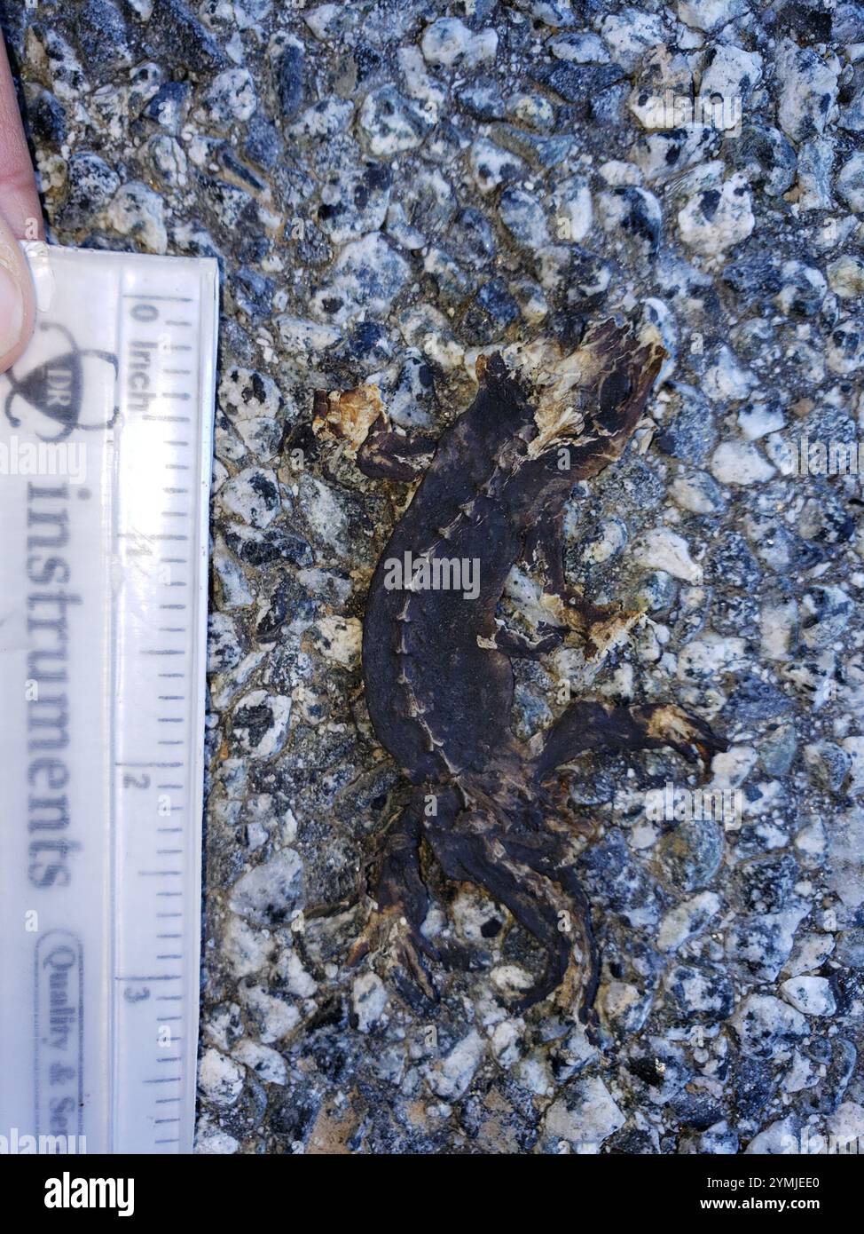 Pacific Newts (Taricha Stock Photo - Alamy