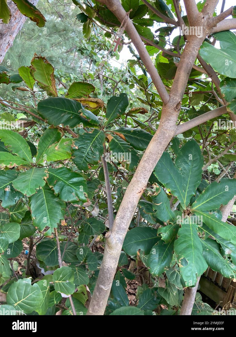Sea Almond (Terminalia catappa Stock Photo - Alamy