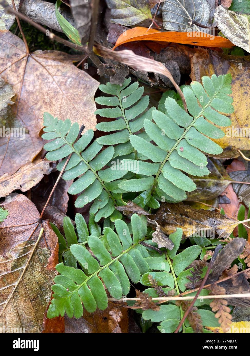 Christmas fern (Polystichum acrostichoides Stock Photo - Alamy