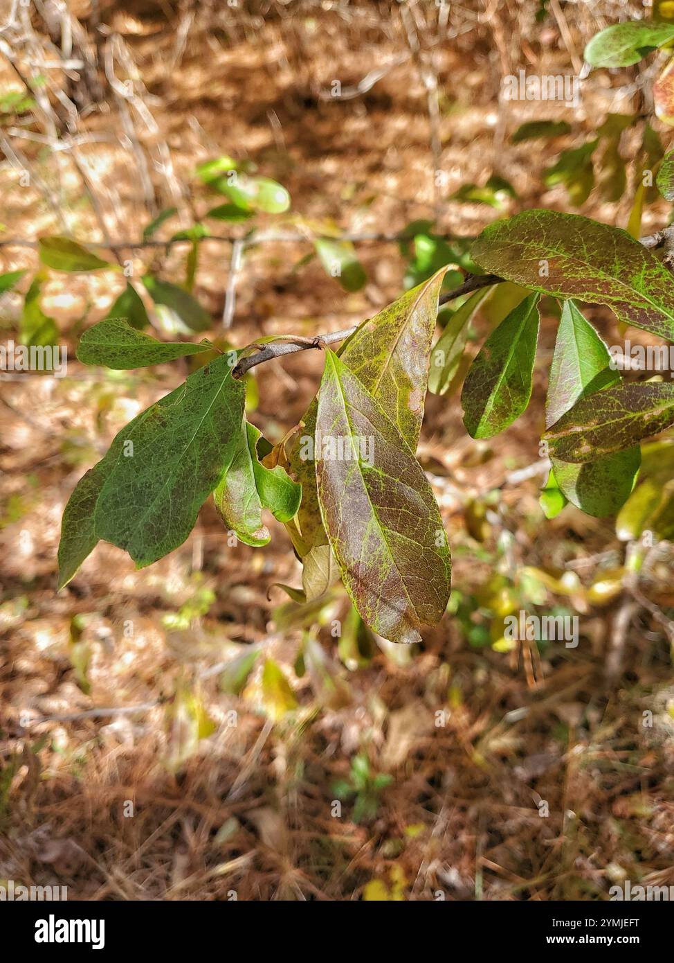 bully trees (Sideroxylon Stock Photo - Alamy