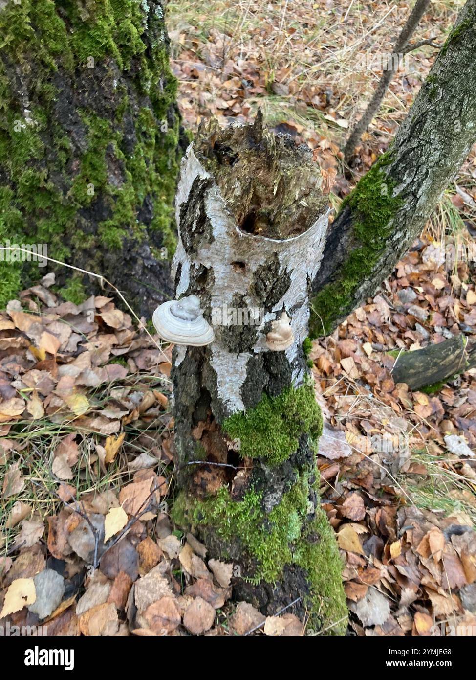 Hoof Fungus (Fomes fomentarius Stock Photo - Alamy