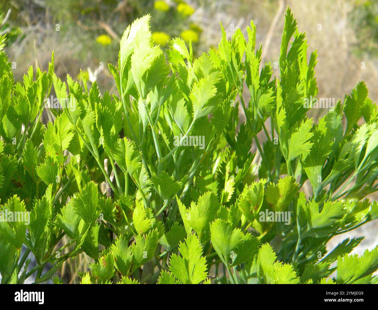 Galbanum hi-res stock photography and images - Alamy