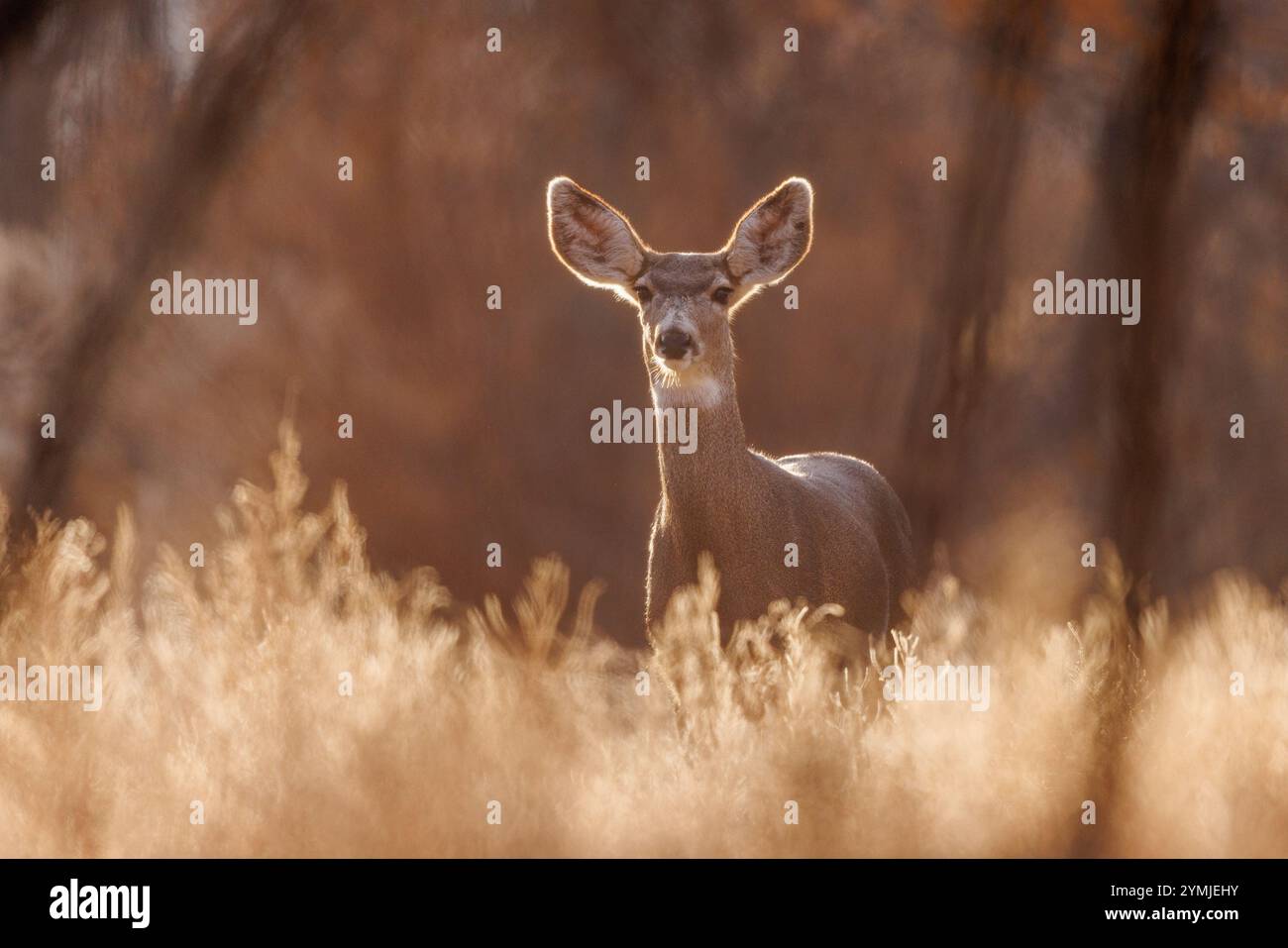 Mule Deer doe, Bosque del Apache National Wildlife Refuge, New Mexico ...