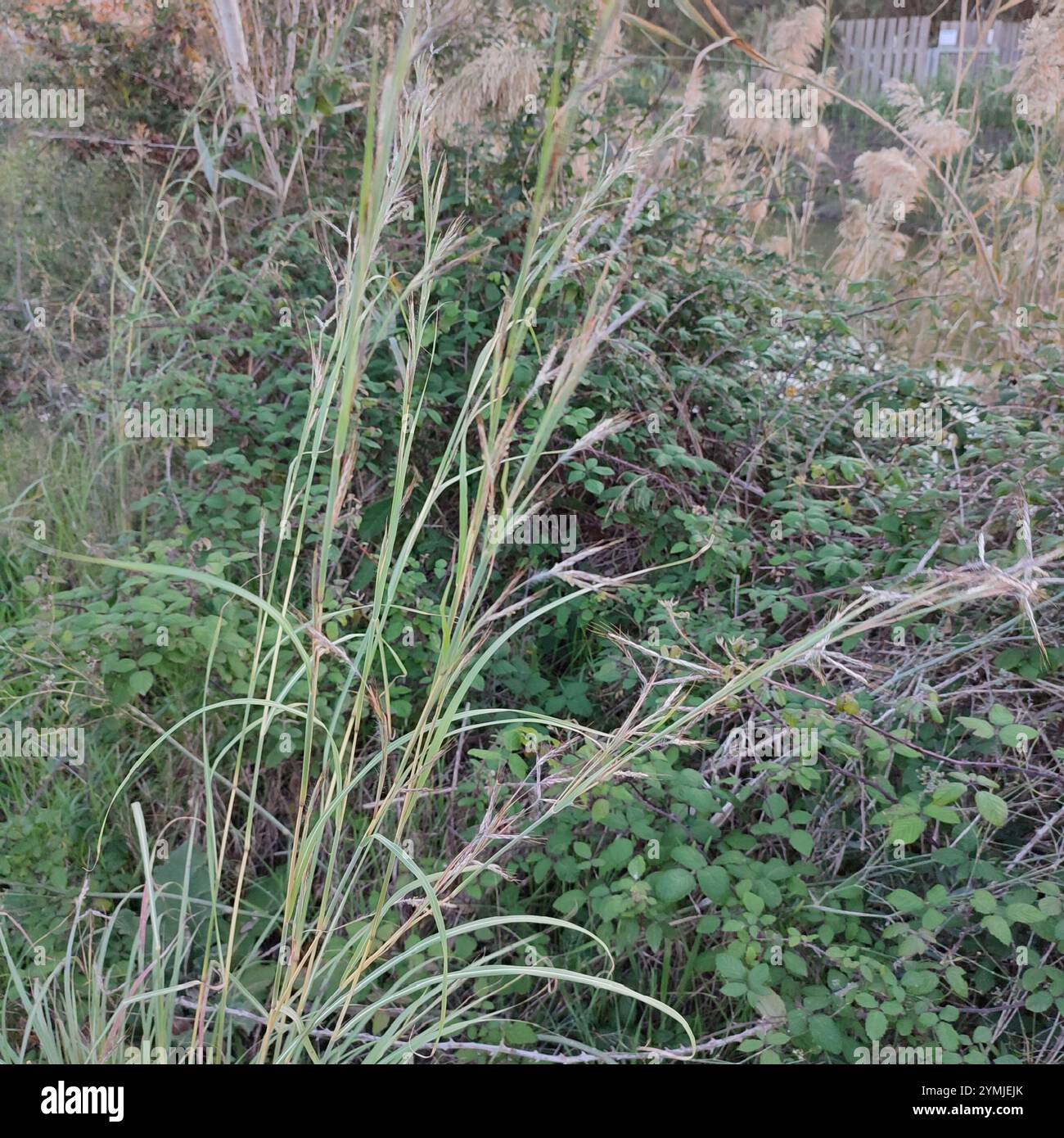 Hyparrhenia hi-res stock photography and images - Alamy