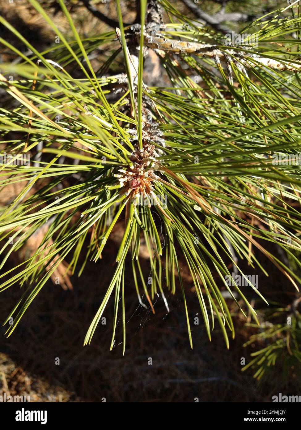 Jeffrey pine (Pinus jeffreyi Stock Photo - Alamy