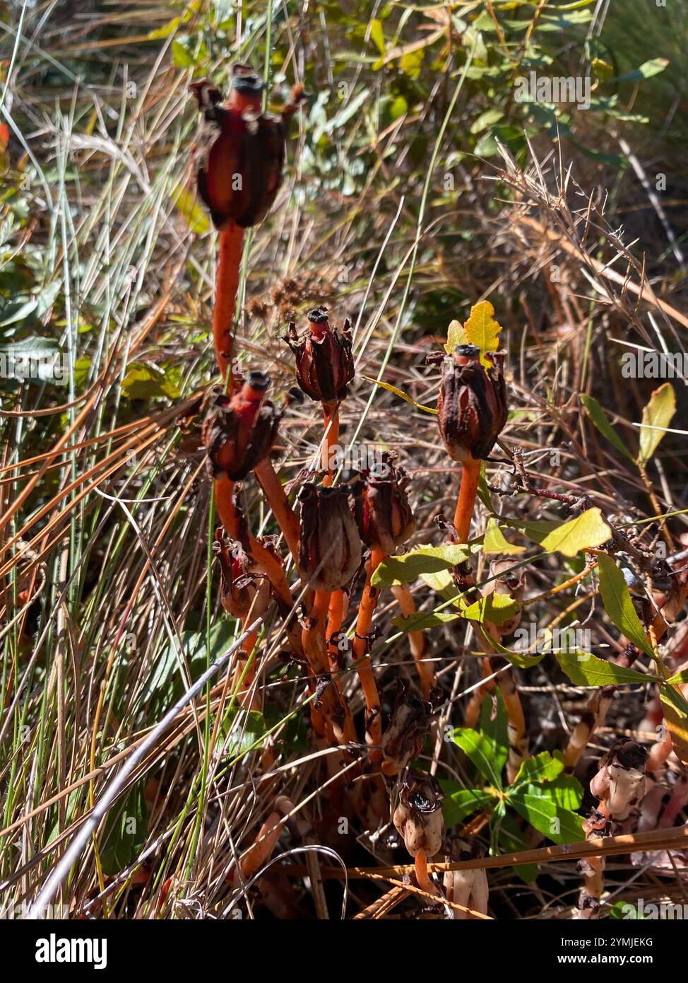 Ghost Pipe (Monotropa uniflora Stock Photo - Alamy