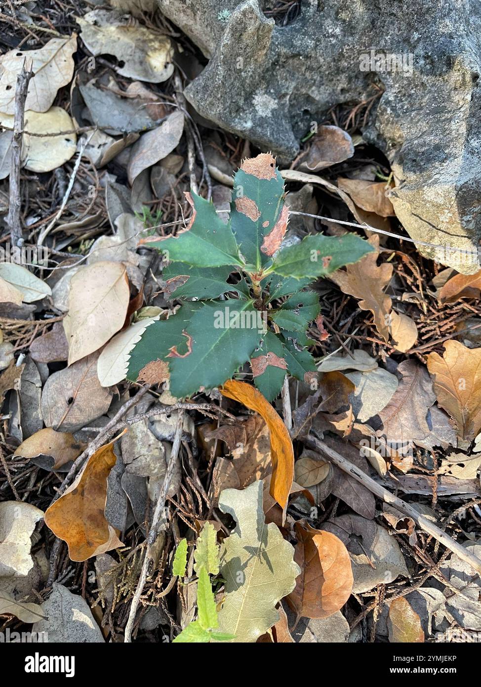 Chinese Photinia (Photinia serratifolia Stock Photo - Alamy