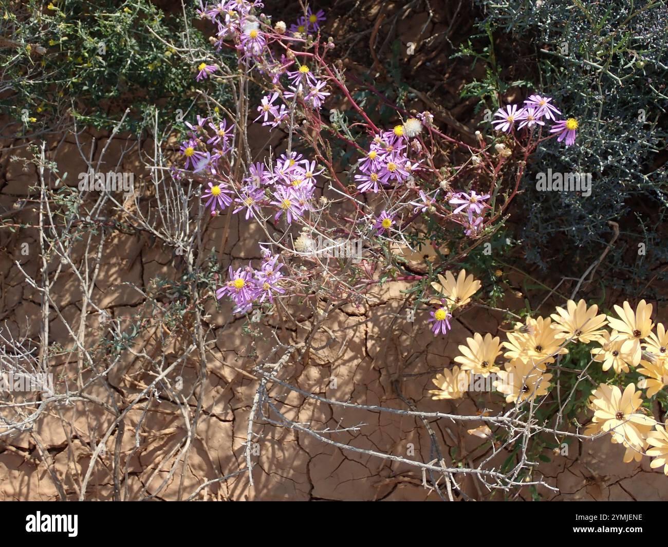 Senecio arenarius hi-res stock photography and images - Alamy