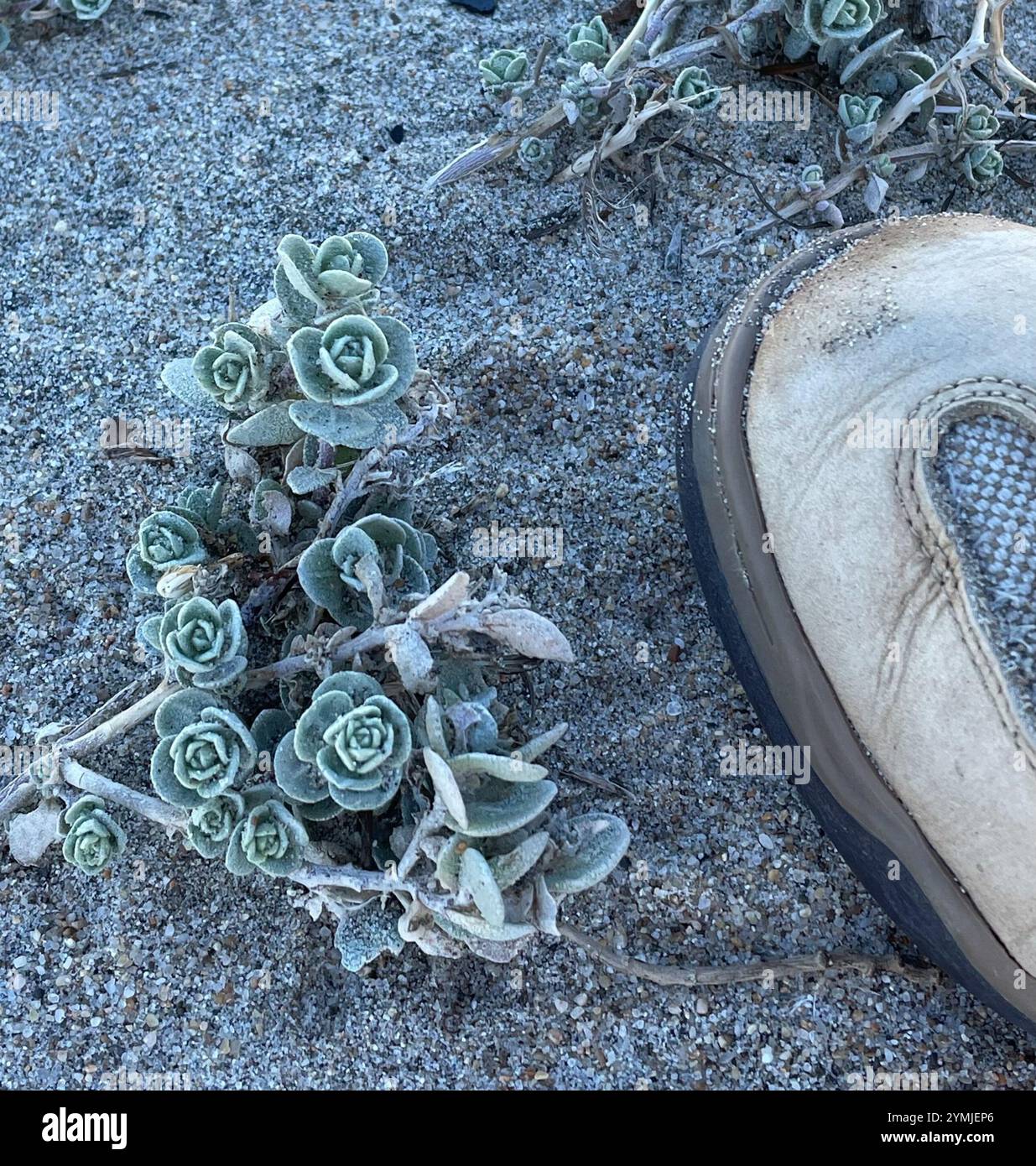 beach saltbush (Atriplex leucophylla Stock Photo - Alamy
