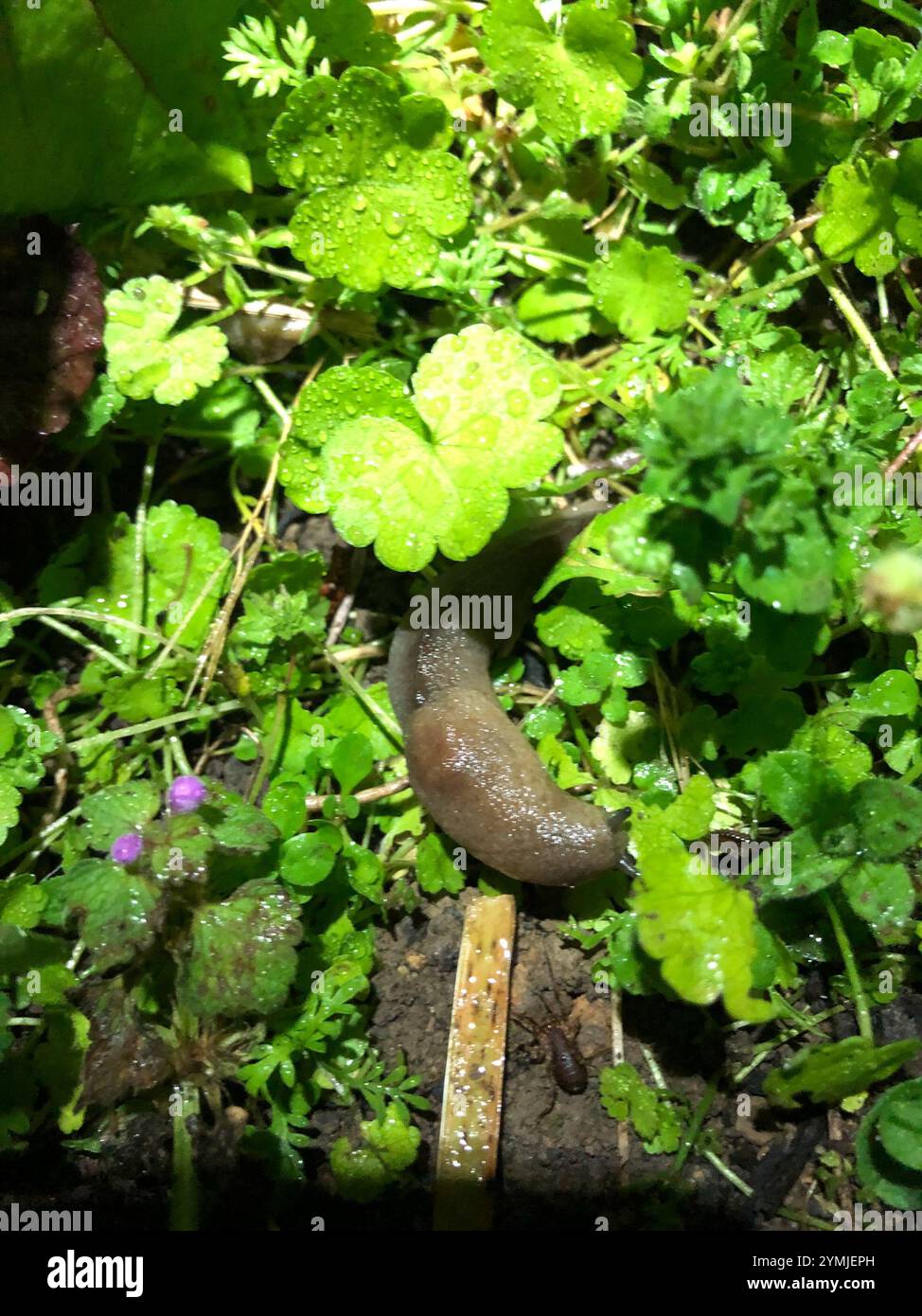 Gagates hi-res stock photography and images - Alamy