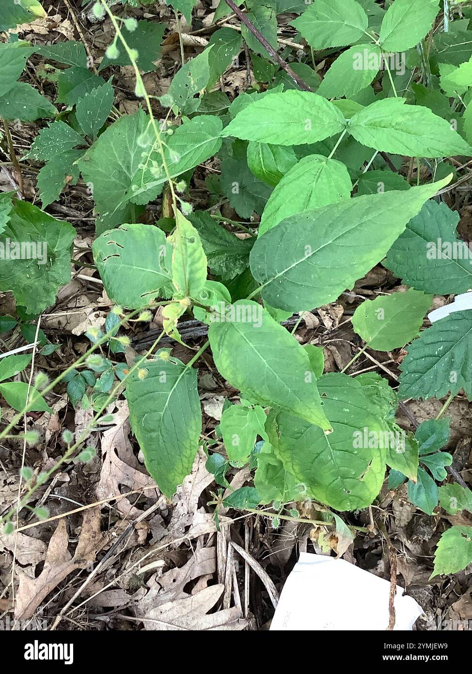 broadleaf enchanter's nightshade (Circaea canadensis Stock Photo - Alamy