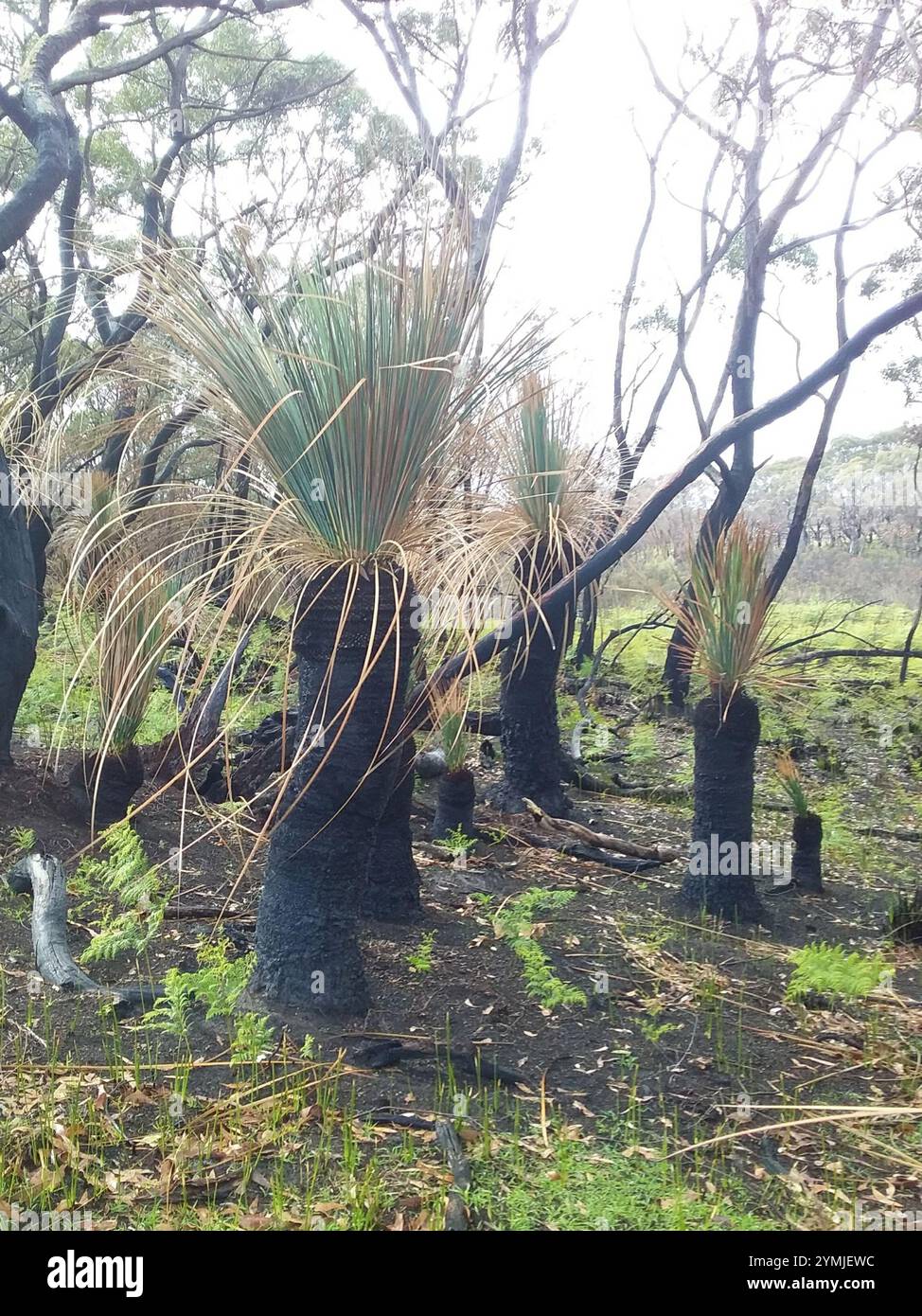 Tate's grass-tree (Xanthorrhoea semiplana tateana Stock Photo - Alamy
