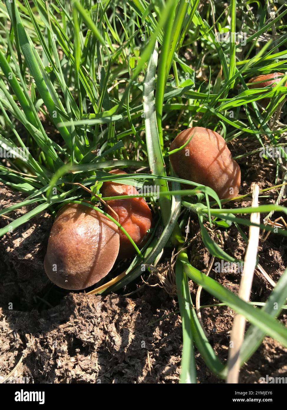 Banded Mottlegill (Panaeolus cinctulus Stock Photo - Alamy