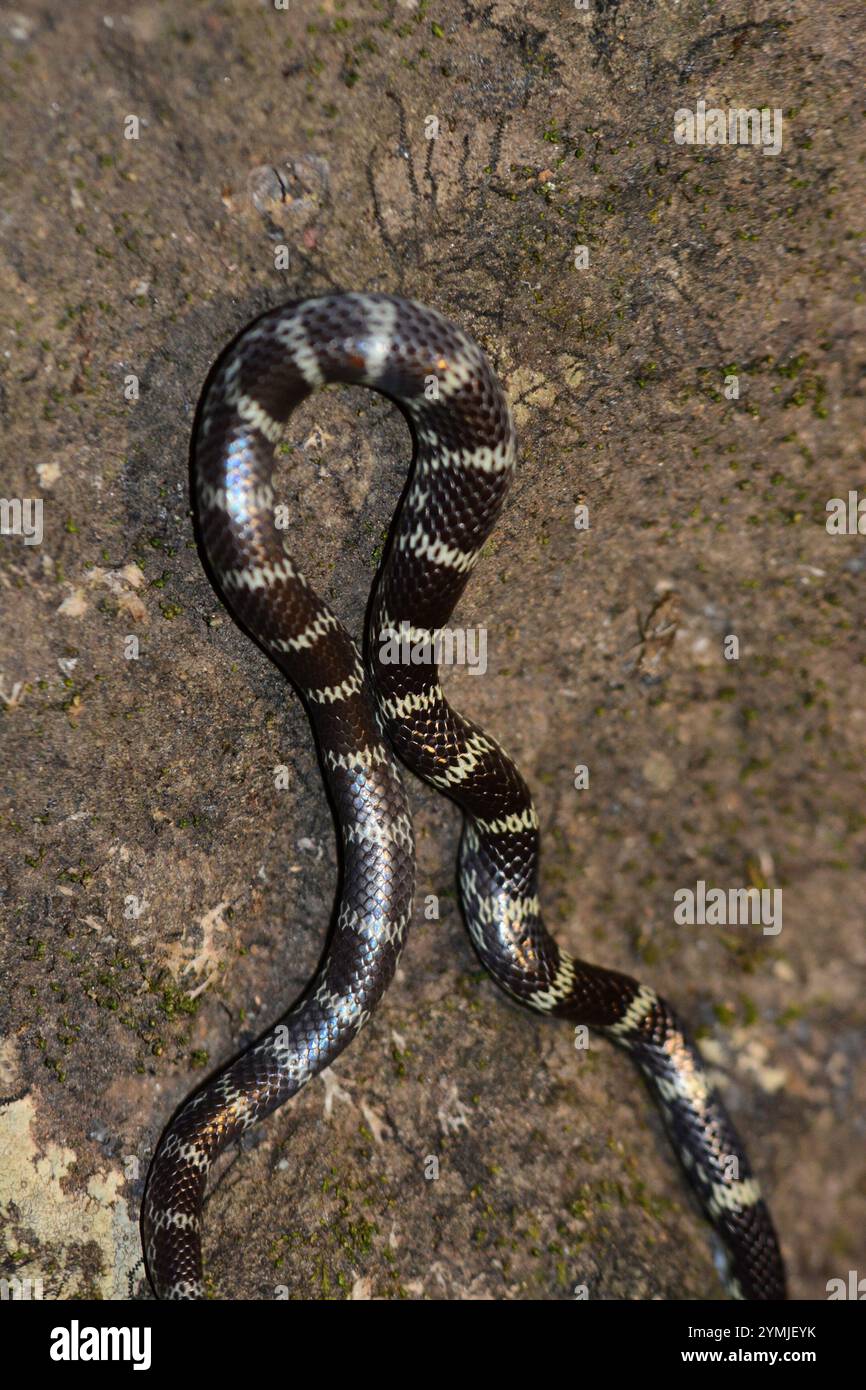 Lycodon travancoricus hi-res stock photography and images - Alamy