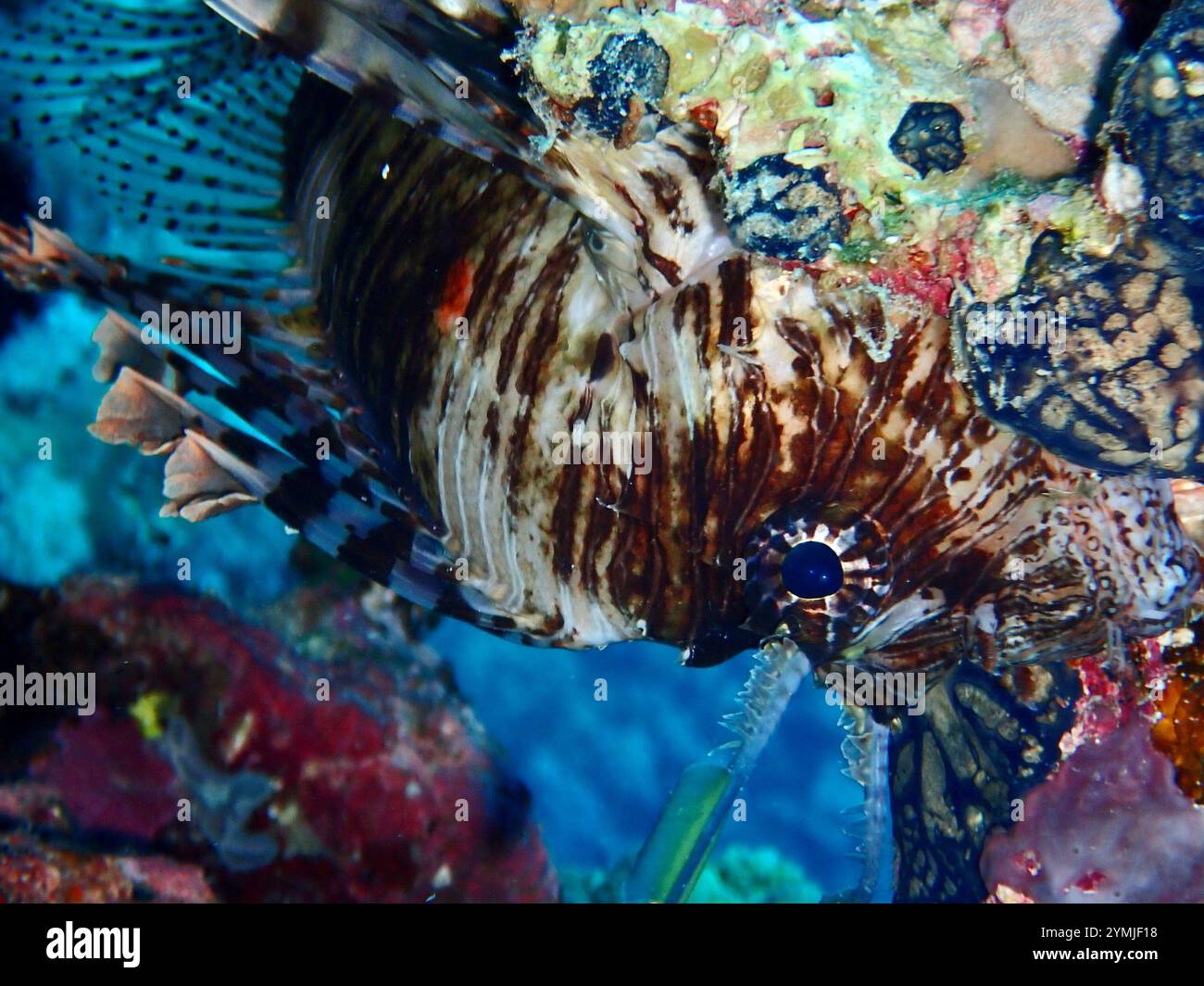 Indian Lionfish (Pterois miles Stock Photo - Alamy
