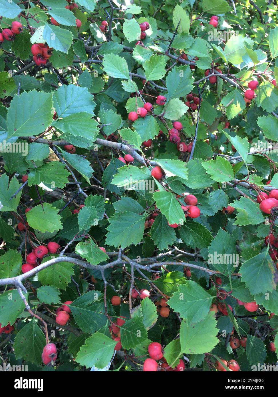 Glabrous-fruit Fireberry Hawthorn (Crataegus chrysocarpa phoeniceoides ...