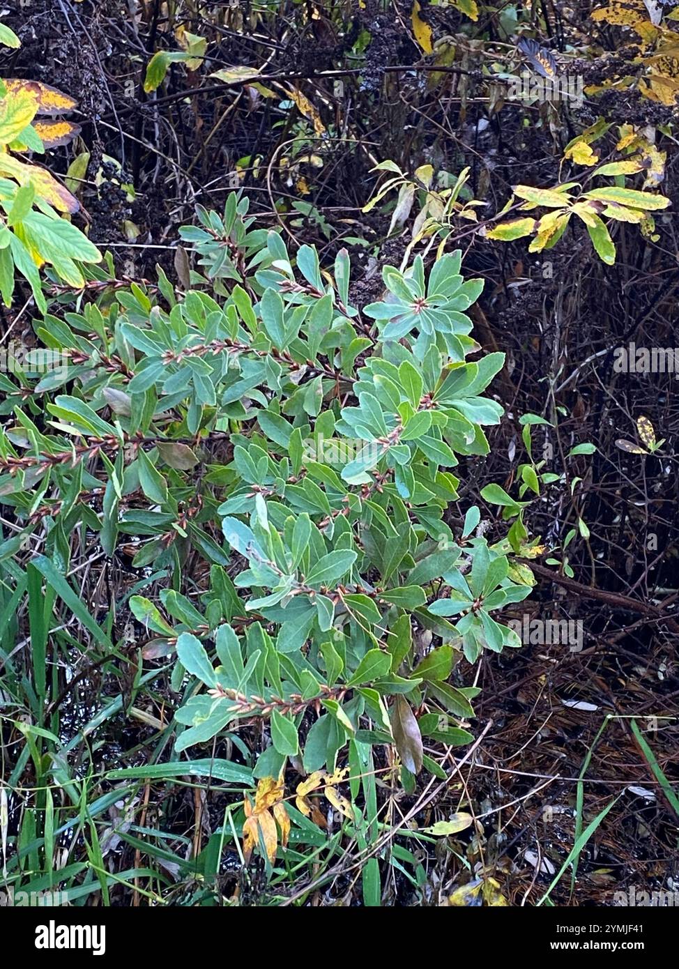 bog myrtle (Myrica gale Stock Photo - Alamy
