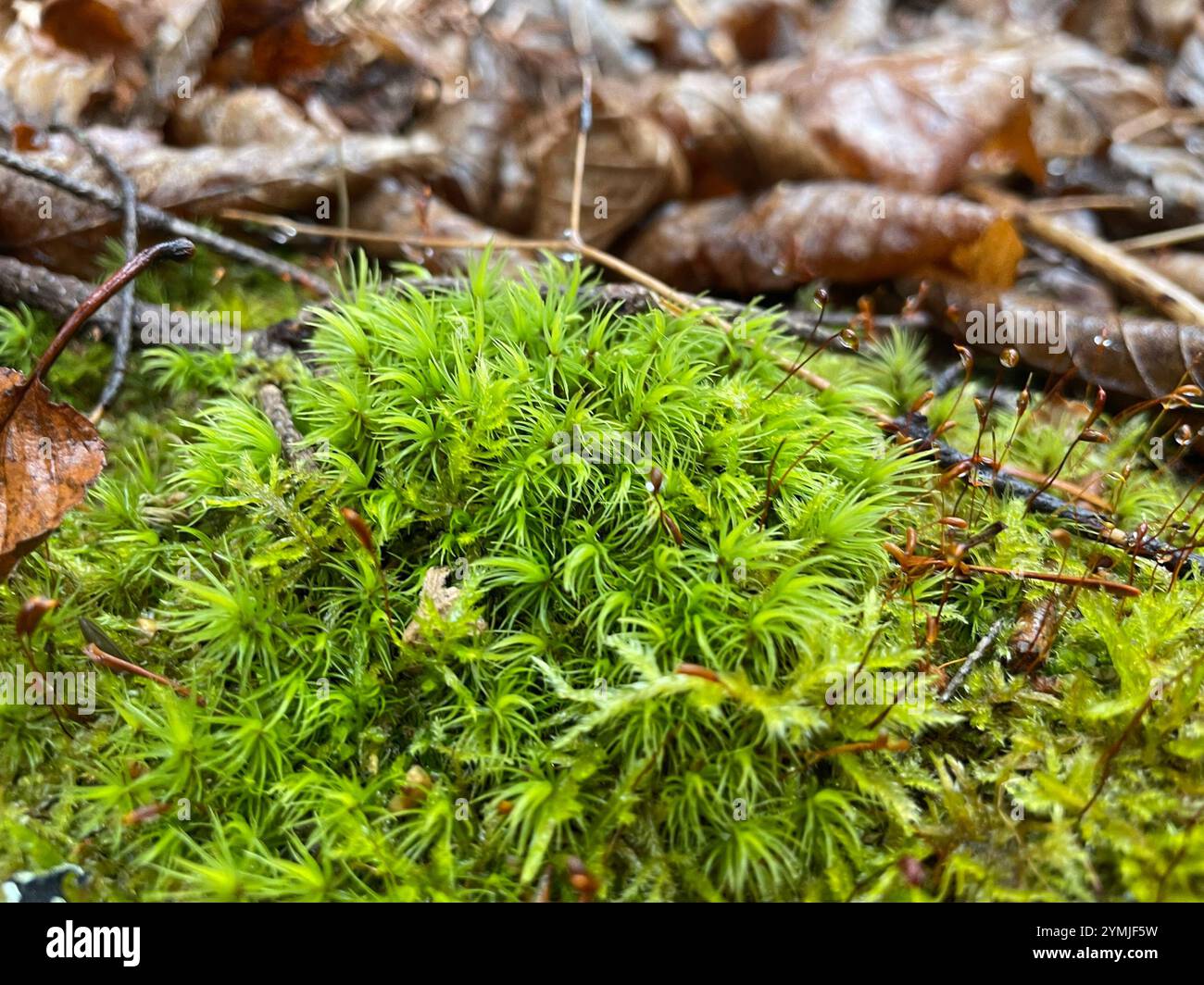 Waxyleaf Moss (Dicranum polysetum Stock Photo - Alamy