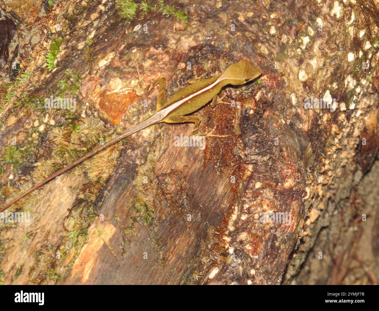 Goldenscale Anole (Anolis chrysolepis Stock Photo - Alamy
