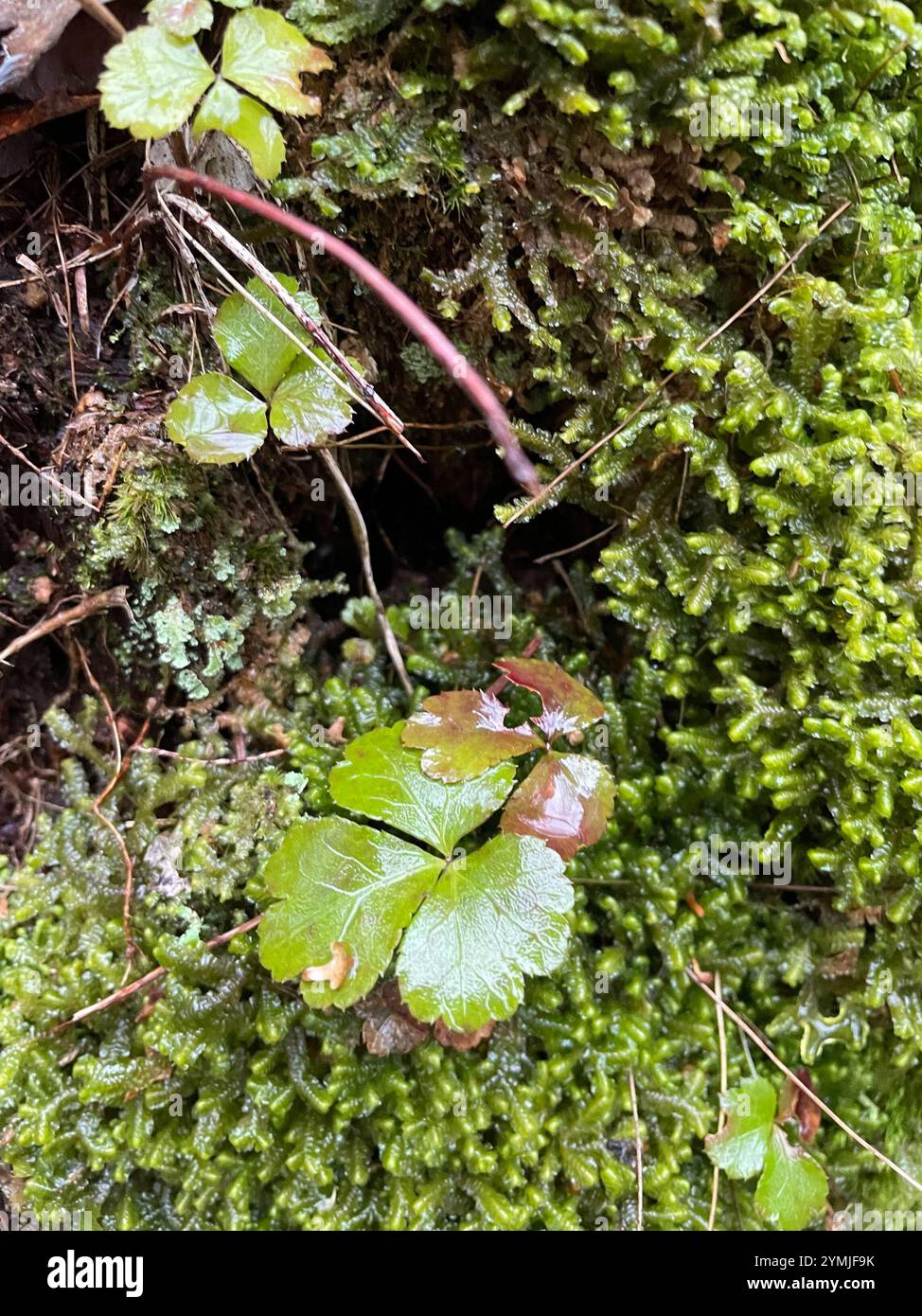threeleaf goldthread (Coptis trifolia Stock Photo - Alamy