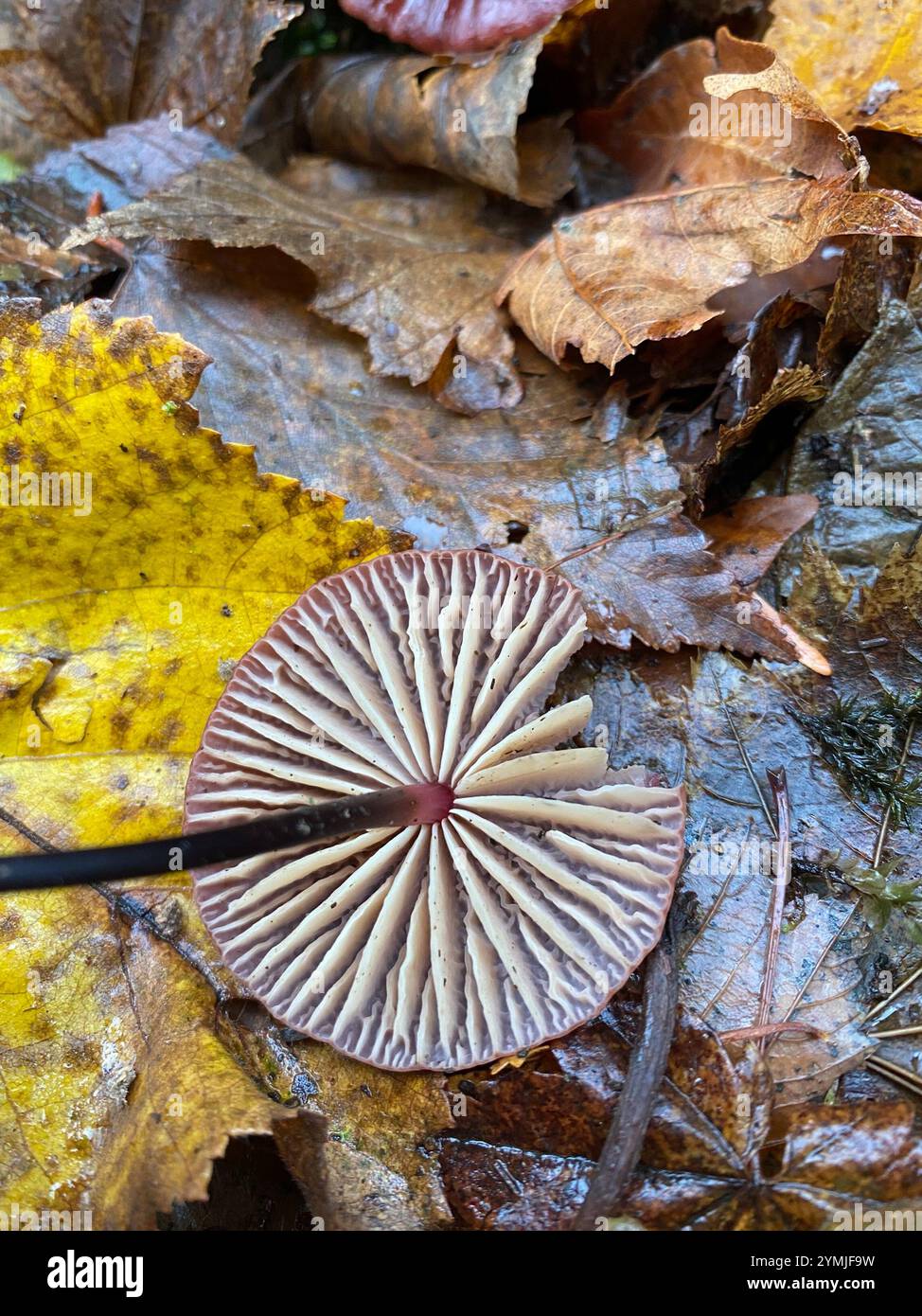 red pinwheel (Marasmius plicatulus Stock Photo - Alamy