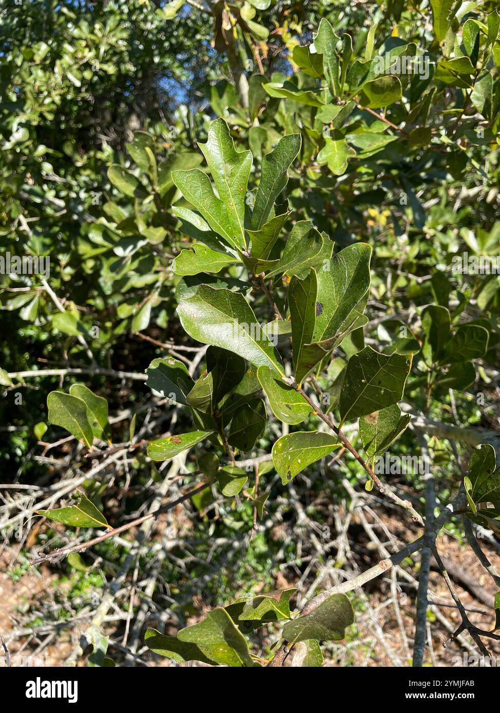 water oak (Quercus nigra Stock Photo - Alamy