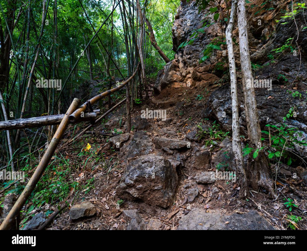 Trail through bamboo forest hi-res stock photography and images - Alamy
