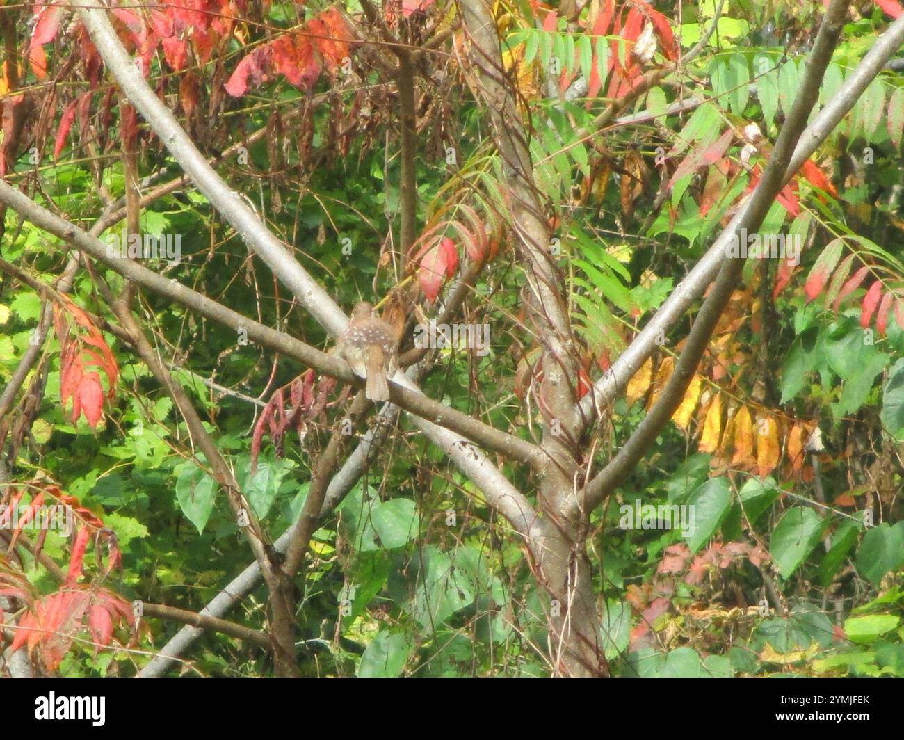 Carolina Wren (Thryothorus ludovicianus Stock Photo - Alamy