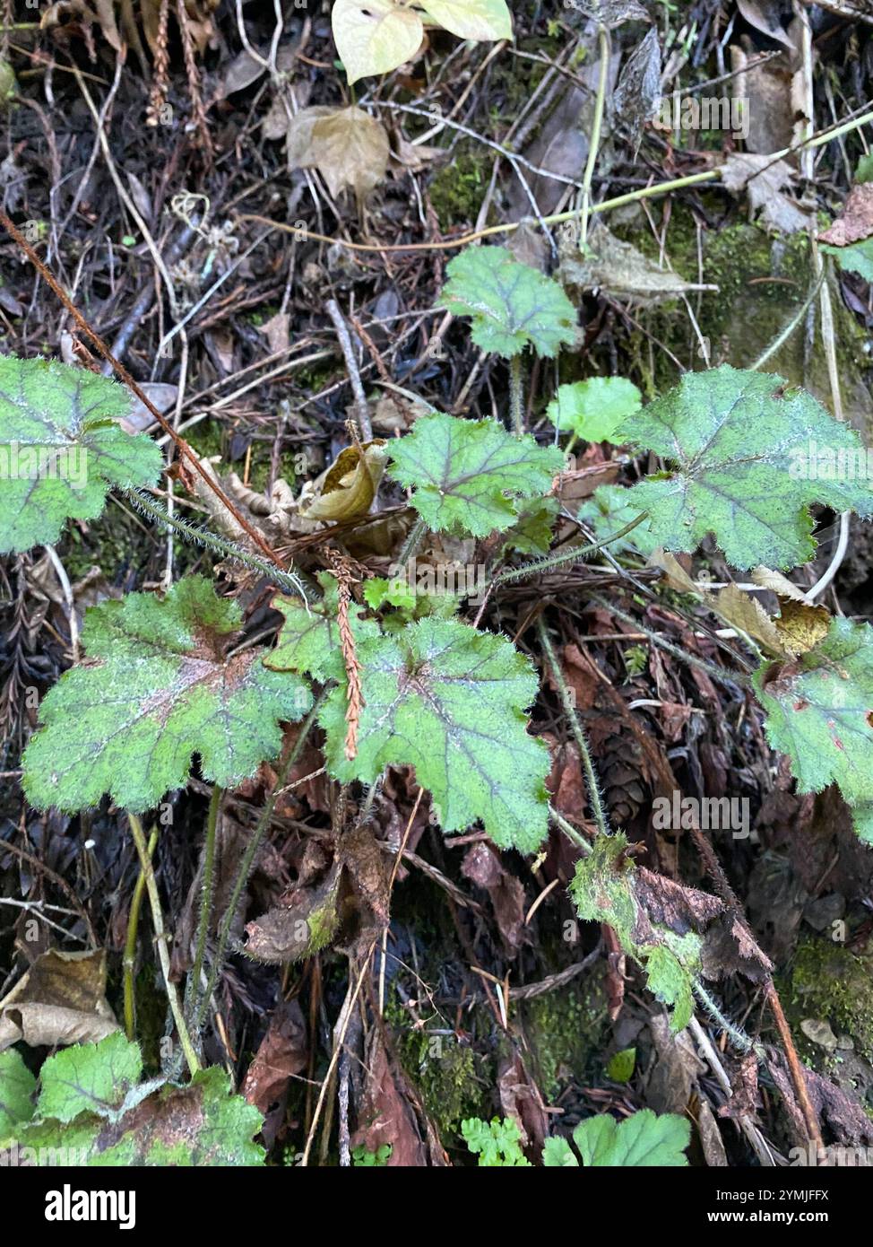 crevice alumroot (Heuchera micrantha Stock Photo - Alamy