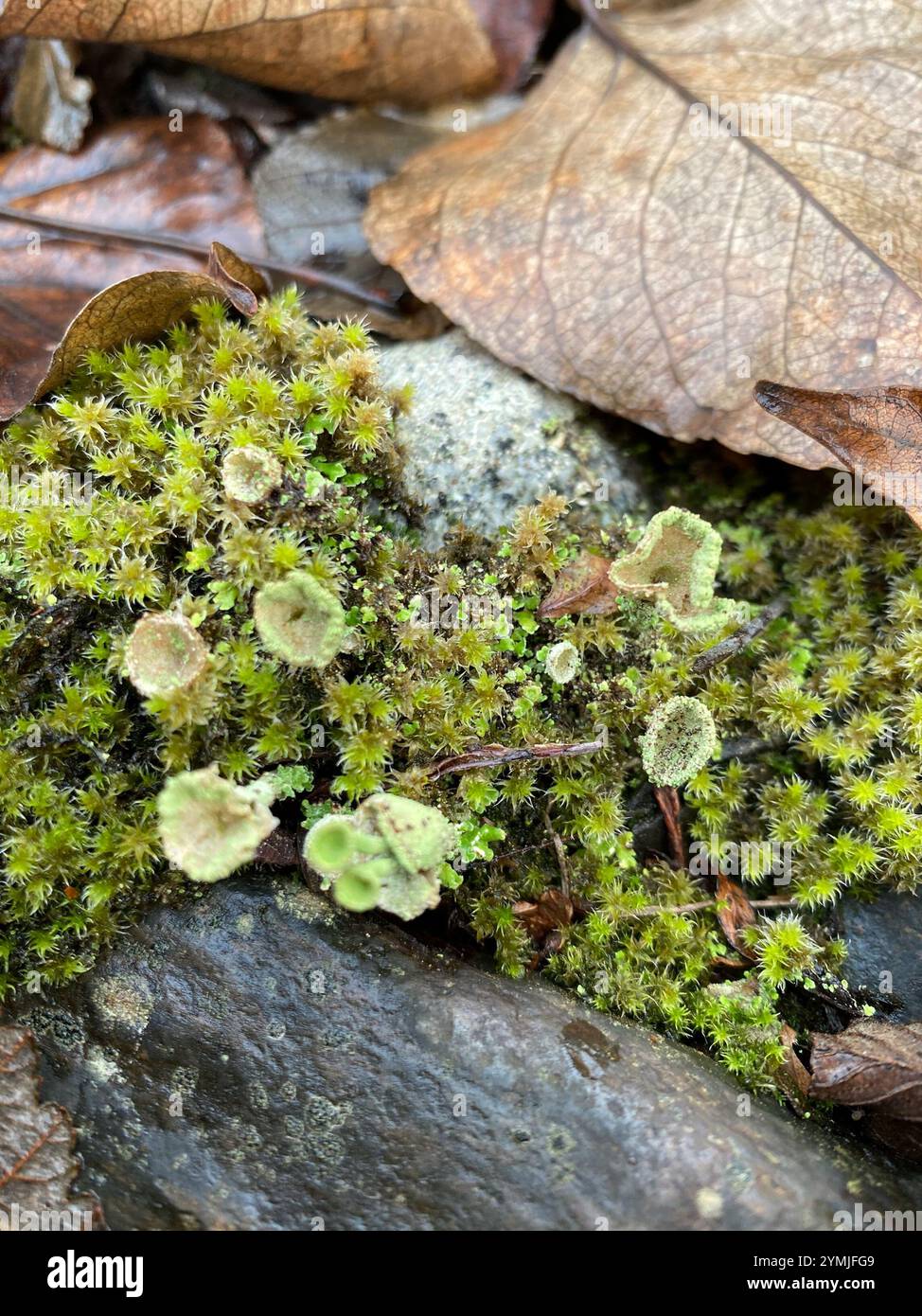 pixie cup and reindeer lichens (Cladonia Stock Photo - Alamy
