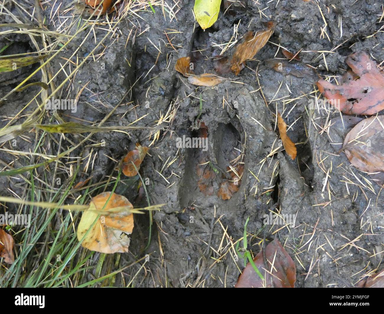 Even-toed Ungulates and Cetaceans (Artiodactyla Stock Photo - Alamy