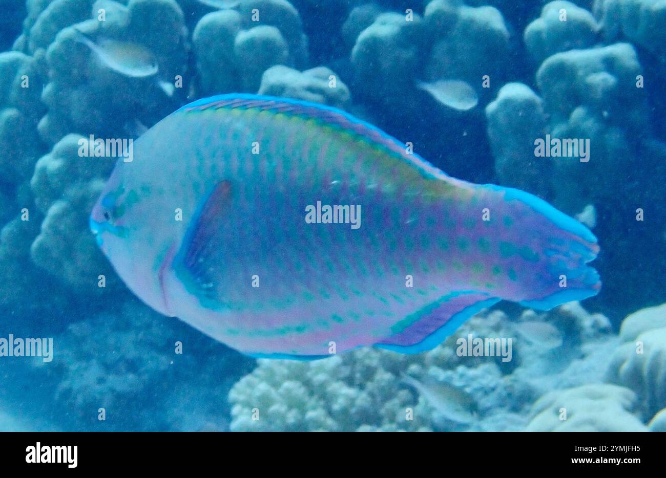 Scarus psittacus hi-res stock photography and images - Alamy